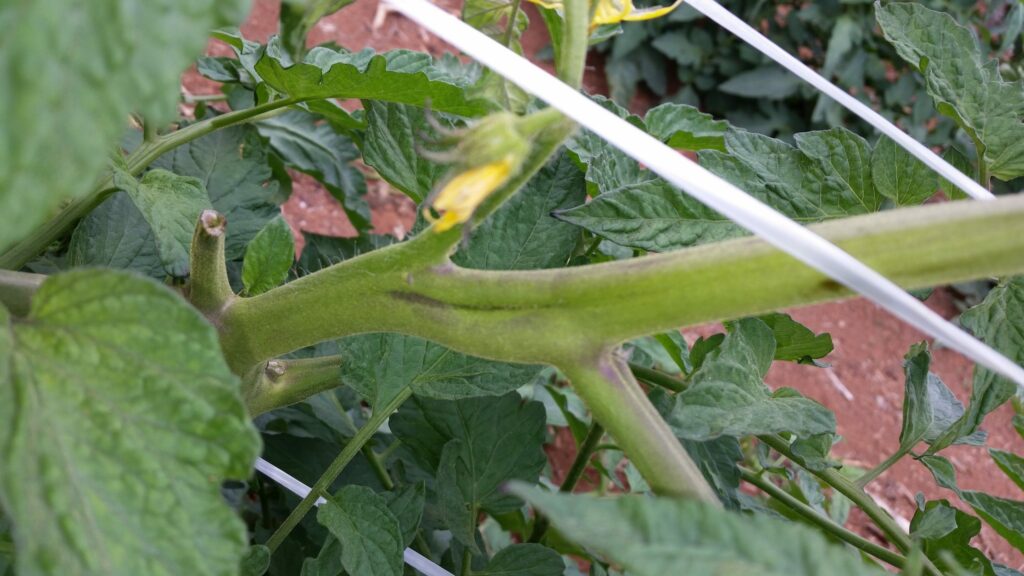 O boro e suas interações com macronutrientes - Tomate Brasil